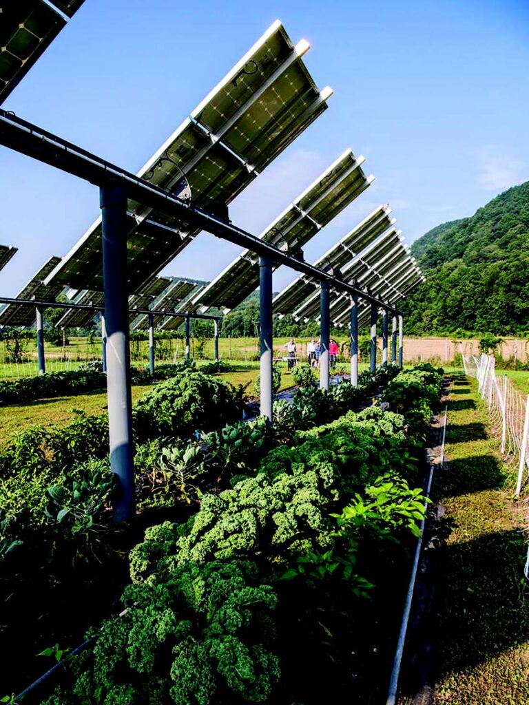 Beneath Solar Panels, Seeds of Opportunity • Green Living Journal